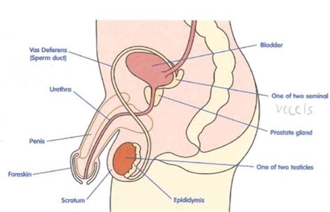 Anatomy Physiology Of Reproductive Sex Organs Flashcards Quizlet Anatomy Physiology Of Reproductive Sex Organs Flashcards Quizlet