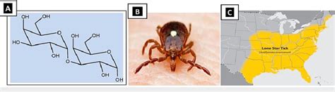 A Structure Of α Gal B Lone Star Tick Amblyomma Americanum C