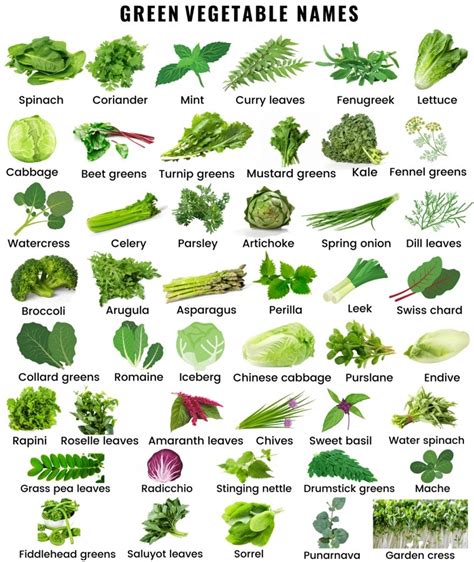 List Of Vegetables Useful Vegetables Names In English List Of