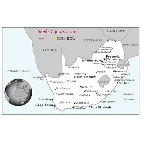 Tylecodon Pygmaea Seeds