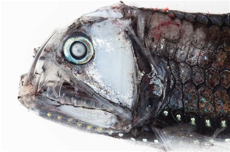 Los Misteriosos Peces Que Habitan La Zona De Penumbra En La Profundidad De Los Oc Anos Infobae