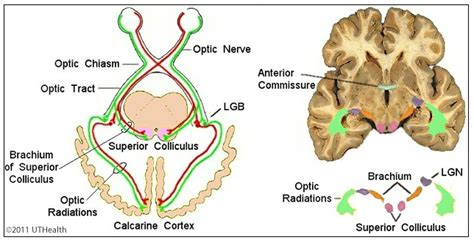 Function Of The Superior Colliculus Captions Prince