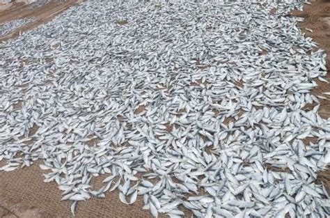 Dried Small Sooda Fish For Cooking Packaging Type Loose At ₹ 450kg