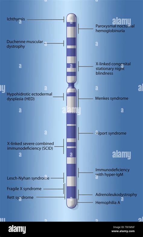 Human Chromosome Map