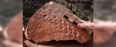 A Collapsed Cliff Has Revealed 313 Million Year Old Fossil Footprints