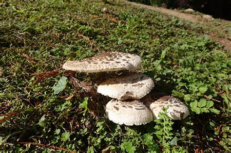 햇볕이 잘 드는 숲 공터의 풀밭에서 자라는 질감의 흰색과 갈색 모자를 가진 야생 버섯 무리 0명에 대한 스톡 사진 및 기타 이미지 Istock