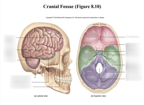 Cranial Fossae Diagram Quizlet