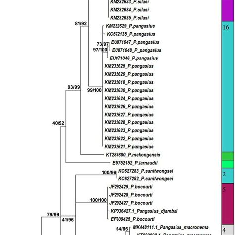 Bayesian Analysis Of Pangasius Species The Evolutionary Status Of Download Scientific Diagram