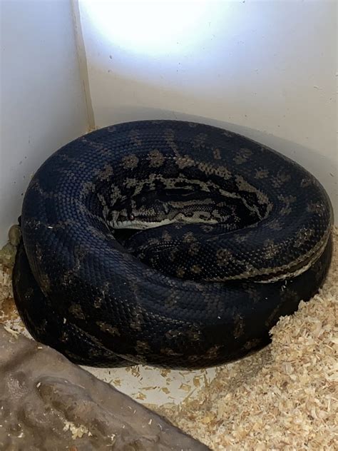 2 X Male South West Carpet Pythons Reptile Sales Oz