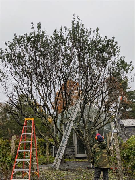 Caring For My Almond Trees The Martha Stewart Blog