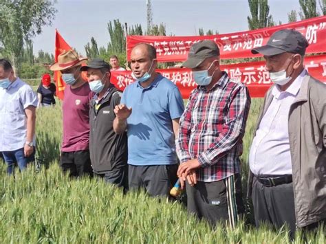 同心奔小康小麦一喷三防 统防统治 助推农民增收 防控 病虫 科学