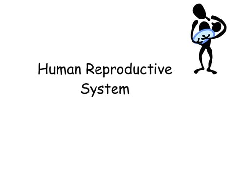 Human Reproductive System Ppt