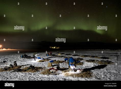 Mushers Feeding Their Dogs Under The Glow Of The Northern Lights