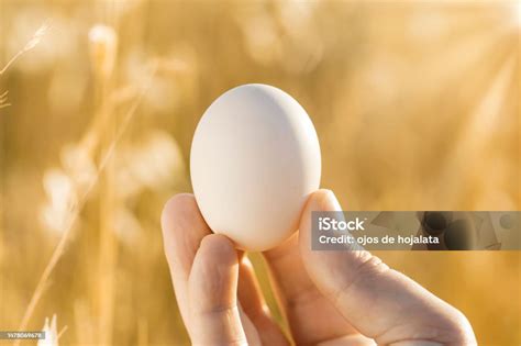 태양이 있는 농장 배경을 가진 천연 유기농 신선한 닭고기 달걀 풍경에서 손으로 들고 있는 생 방목 암탉 계란 야외 자연 배경을 가진 흰 가금류 계란 달걀에 대한 스톡 사진