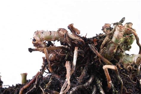 How To Prevent And Fix Root Rot