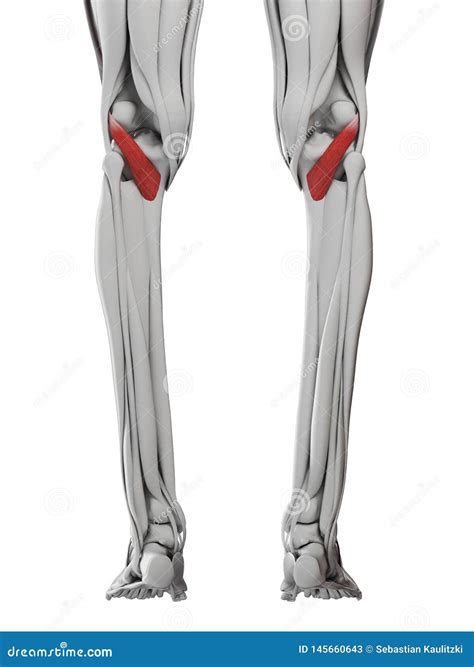 The Popliteus Royalty Free Illustration CartoonDealer Com 57548649