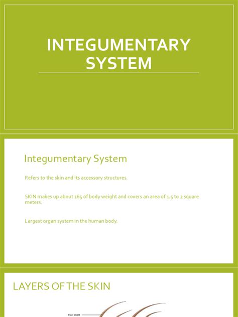 Module 3 Integumentary System Pdf