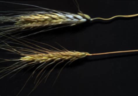 Wheat Spikes Object Detection Dataset By Pixel Labels