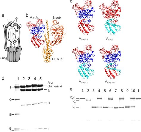 Construction Of Domain Chimeric V 1 A Schematic Representation Of Download Scientific
