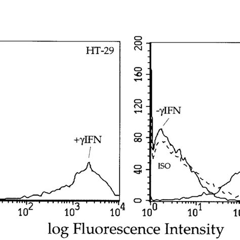 Intestinal Epithelial Cells Express Hla Class Ii Molecules Ii And Download Scientific Diagram