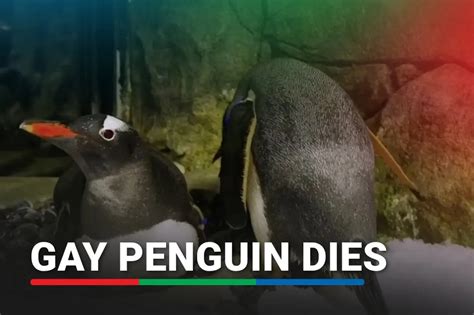 Sphen One Half Of Same Sex Penguin Couple Passes Away Abs Cbn News