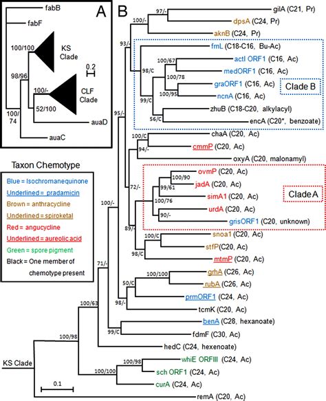 Evolution Of Polyketide Synthases In Bacteria Pnas