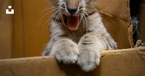 갈색 판지 상자에 있는 은색 얼룩무늬 고양이 사진 Unsplash의 무료 인도 이미지