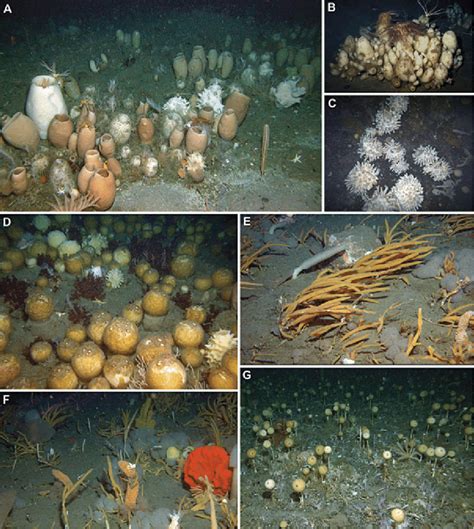 Views Of Antarctic Aggregations A A Benthic Assemblage In The