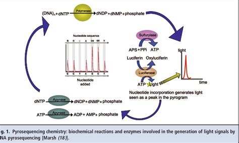 Figure 1 From Metagenomic Pyrosequencing And Microbial Identification Semantic Scholar