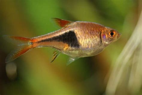 Harlequin Rasbora Care Size Tank Mates Breeding And More