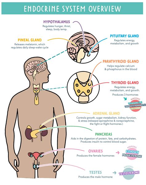 Endocrine System Glands Hormones And Key Functions