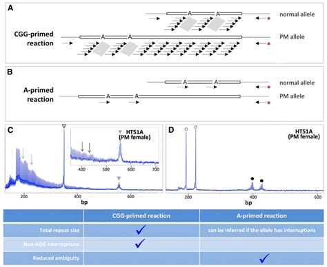 Triplet Primed Assays For The Detection Of Agg Interruptions A B Download Scientific Diagram