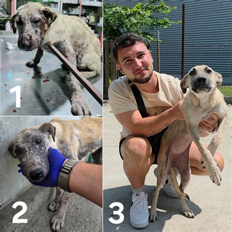 Хаки Днес имам рожден ден и си пожелавам Жълтушка да си намери дом ️🙏 Виждате ли до какво