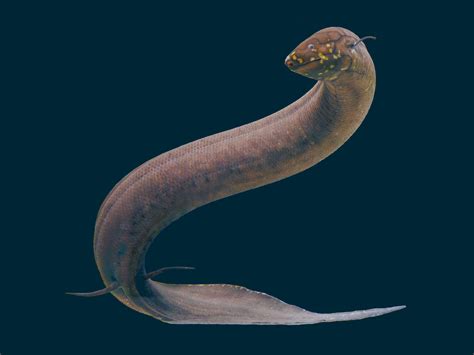 Lungfish