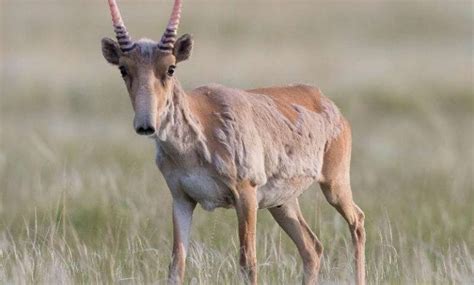 Antelope Types Facts Lifespan Classification Habitat Pictures