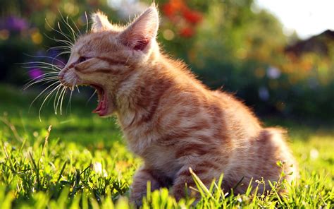 面白い猫のhdの壁紙 7 1680x1050 壁紙ダウンロード 面白い猫のhdの壁紙 動物 壁紙 V3の壁紙