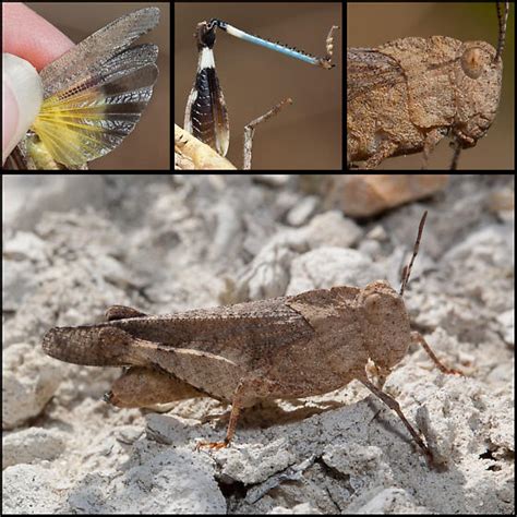 Lactista Gibbosus Bugguidenet