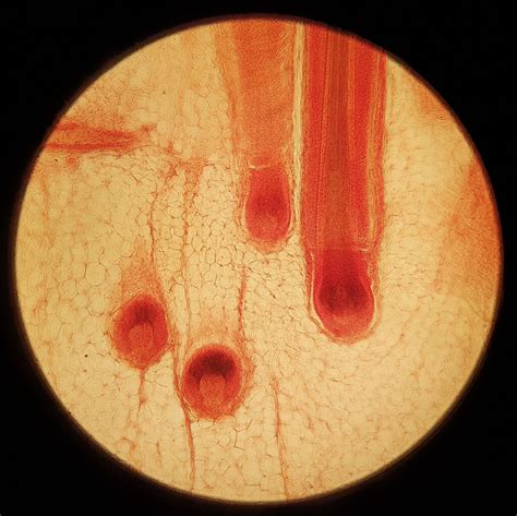 Uv Microscopy Lomo Uv 10x 02 Objective Jmc Scientific Consulting Ltd