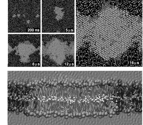 Coarse Grained Simulation Of Domain Formation In An Download Scientific Diagram