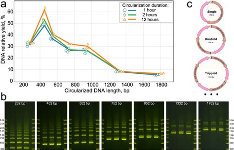 Circularization Yield And Concatemer Proportions A Relative Yield At A Download Scientific