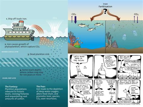 Biodiversity Flashcards Quizlet