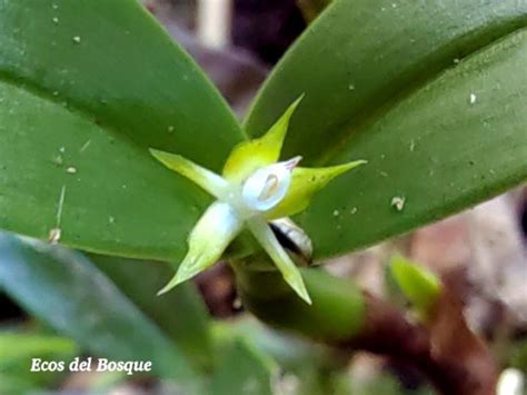 Prosthechea Pygmaea Ecos Del Bosque