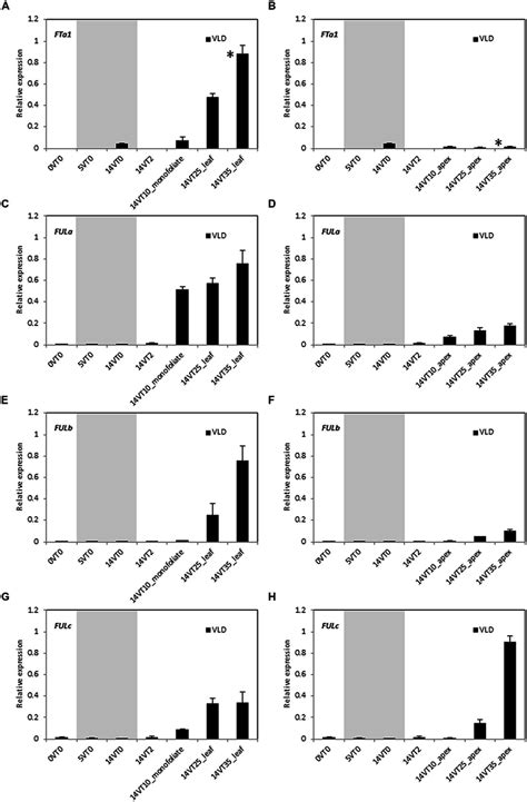 Developmental Regulation Of The Three Mtful Genes And The Floral