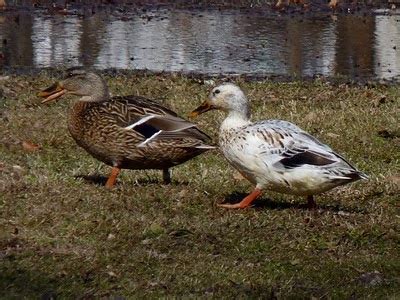 Dendroica Leucistic Mallard