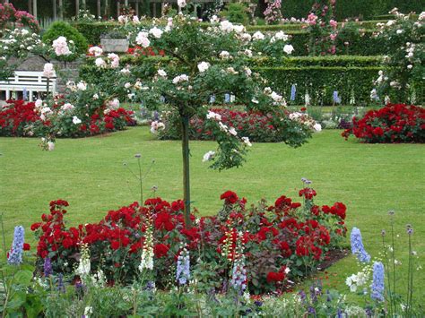 Stamrozen Lens Roses