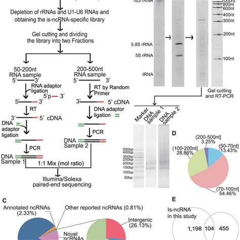 Illumina Solexa Paired End Sequencing And Data Analysis A The Download Scientific Diagram