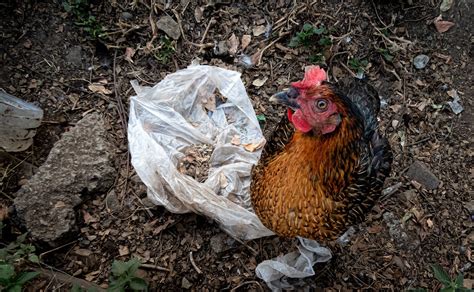 쓰레기 옆에서 허공을 쳐다보는 닭 오마이포토