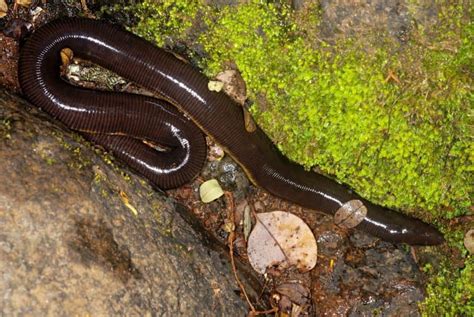 10 Slithering Caecilian Facts Fact Animal