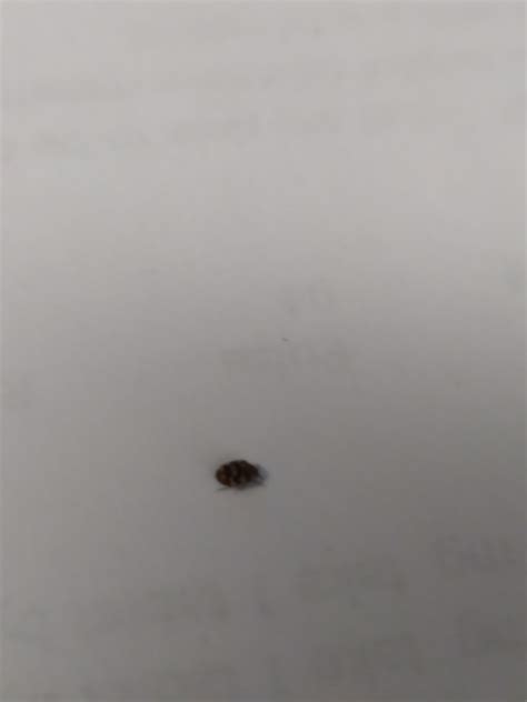 Tiny Beetle Rwhatsthisbug