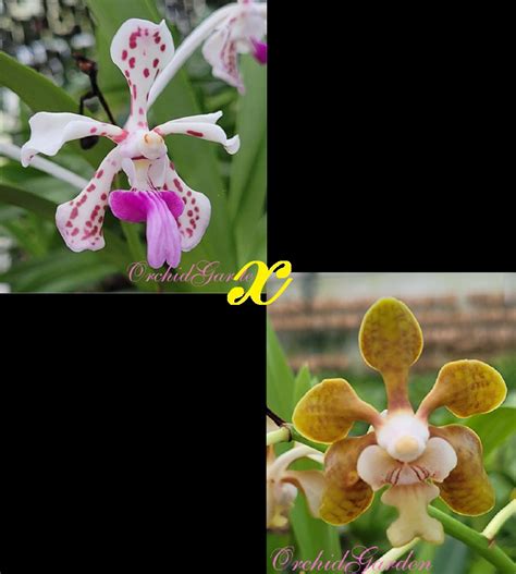 Orchid Vanda Tricolor X Brunnea S Orchidgarden